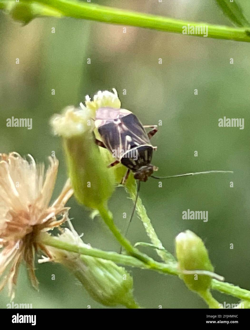 North American Tarnished Plant Bug (Lygus lineolaris Stock Photo - Alamy