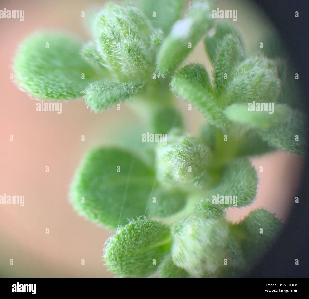 Dixie aster (Sericocarpus tortifolius Stock Photo - Alamy