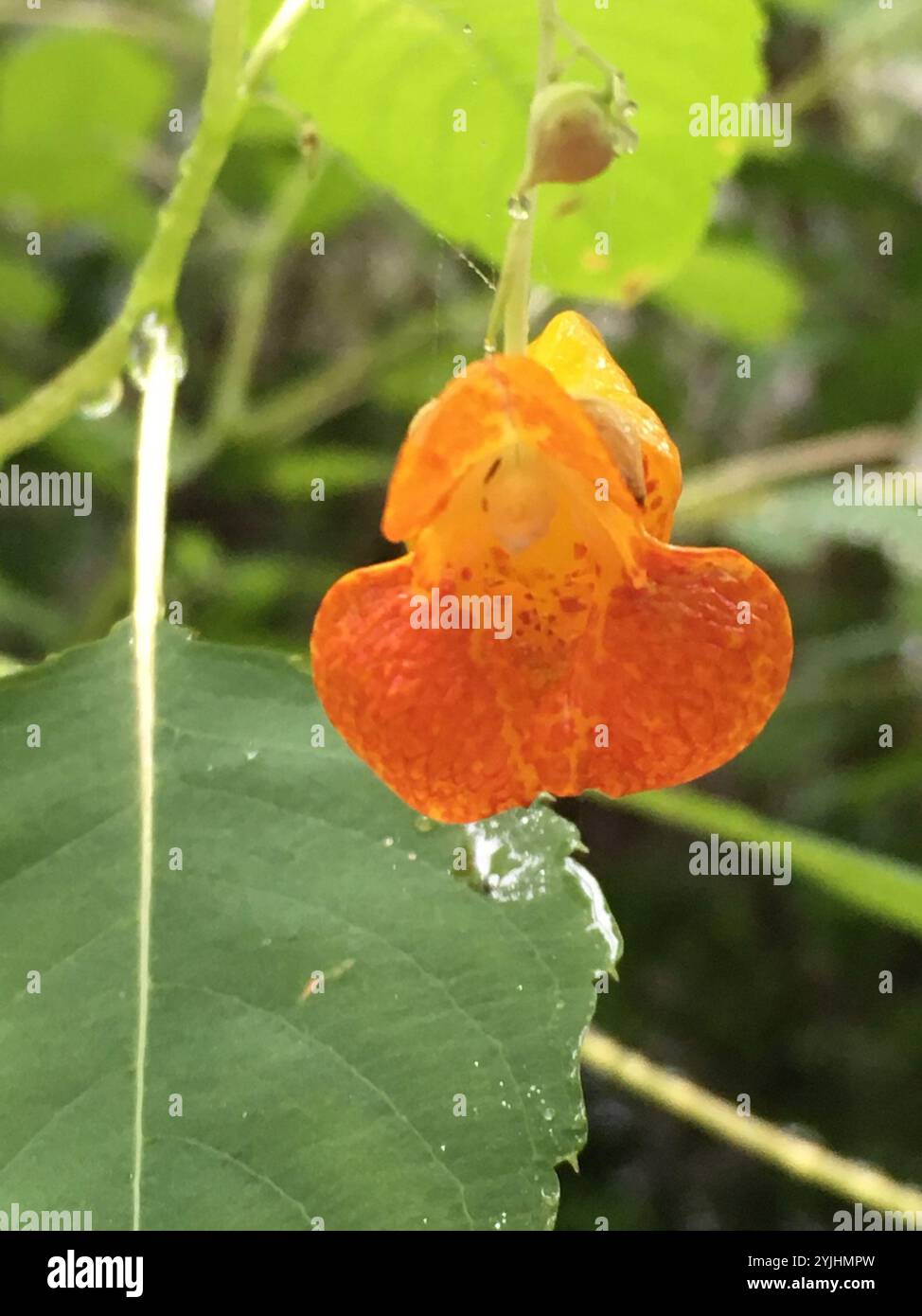 common jewelweed (Impatiens capensis Stock Photo - Alamy