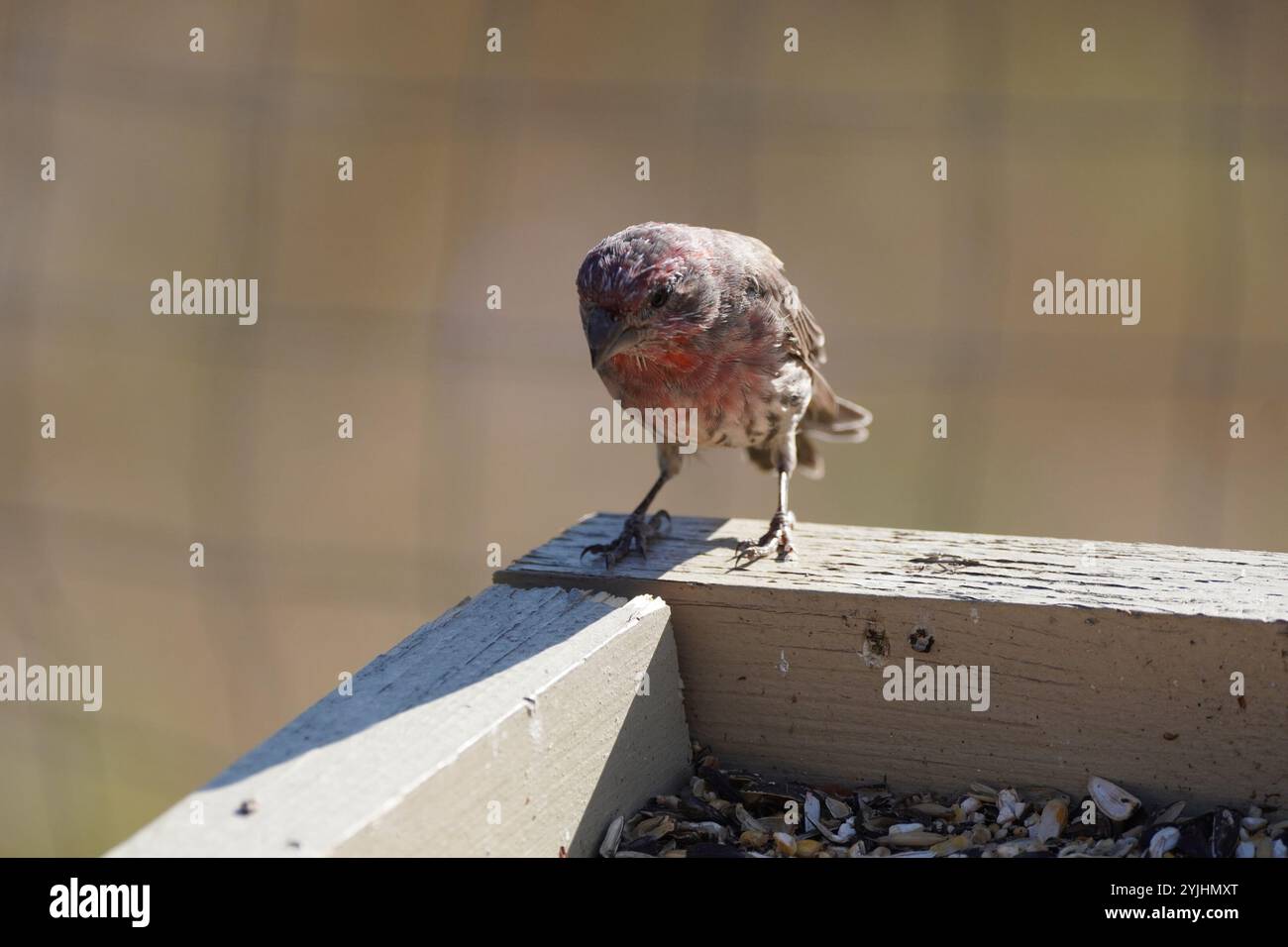 House Finch (Haemorhous mexicanus Stock Photo - Alamy