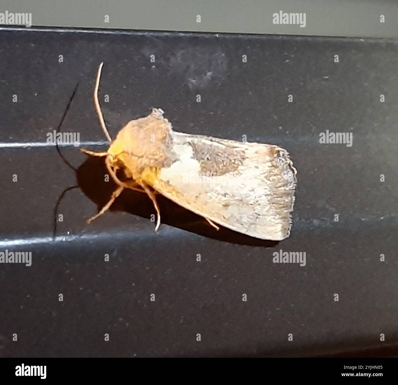 Yellow sunflower moth hi-res stock photography and images - Alamy