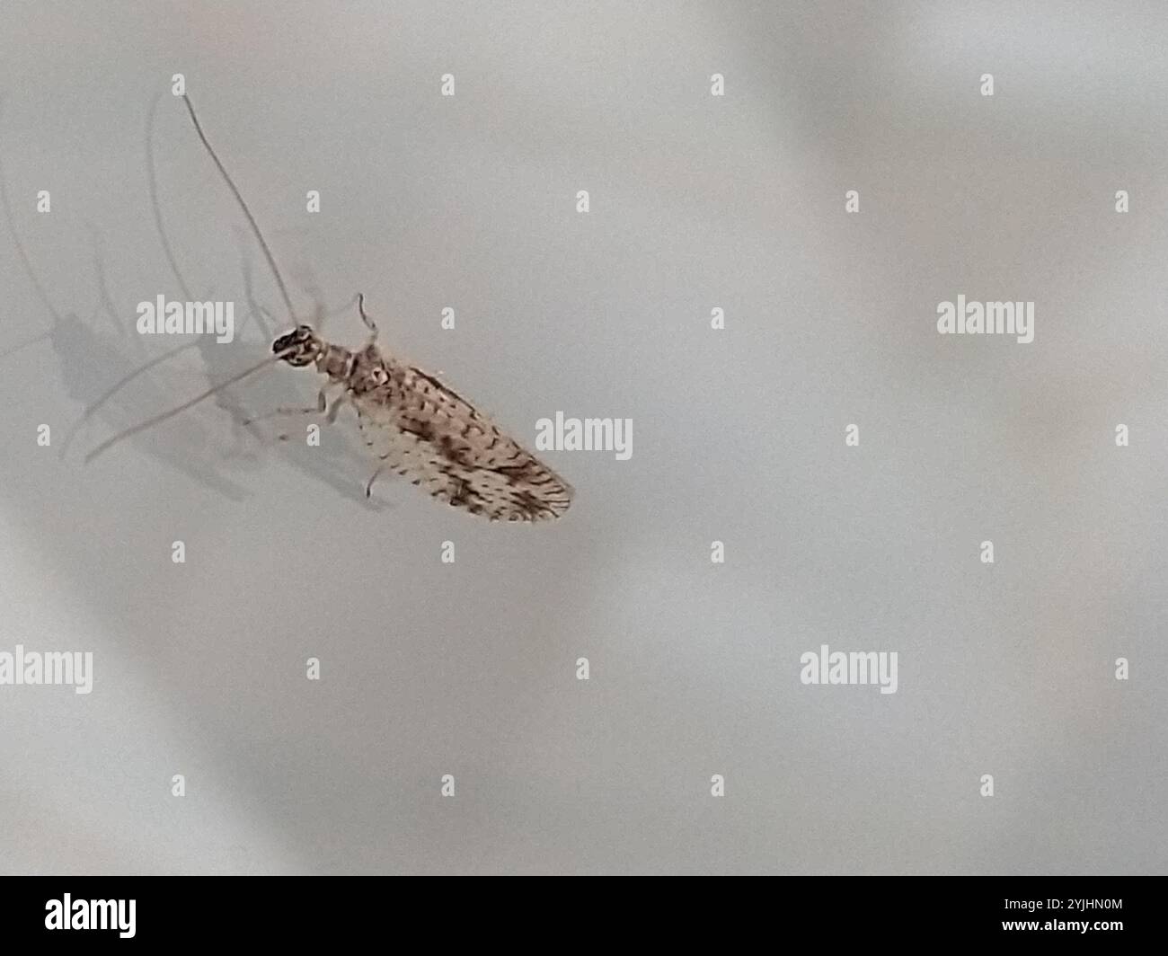 Variegated Brown Lacewing (Micromus variegatus Stock Photo - Alamy