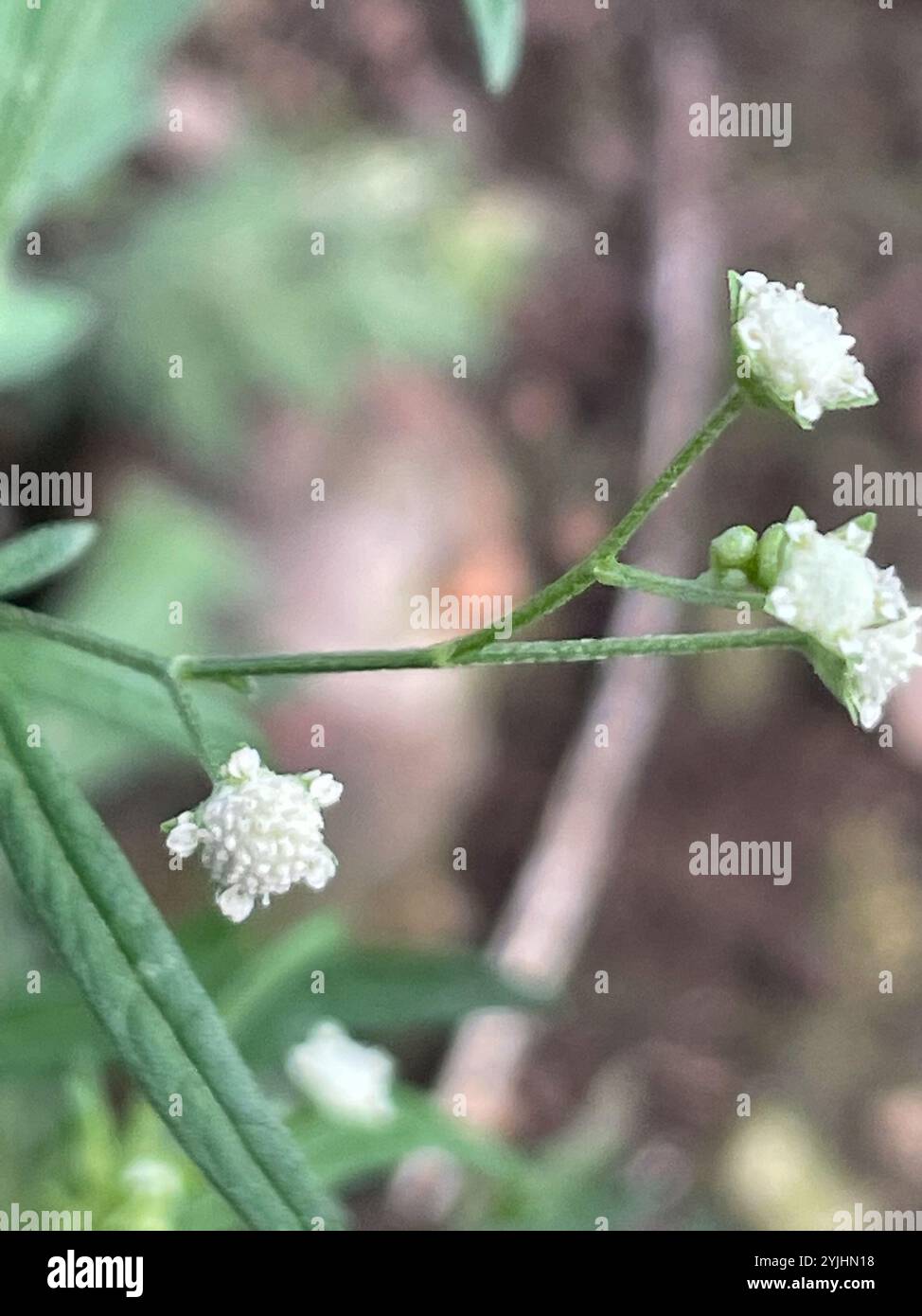 Santa Maria feverfew (Parthenium hysterophorus Stock Photo - Alamy