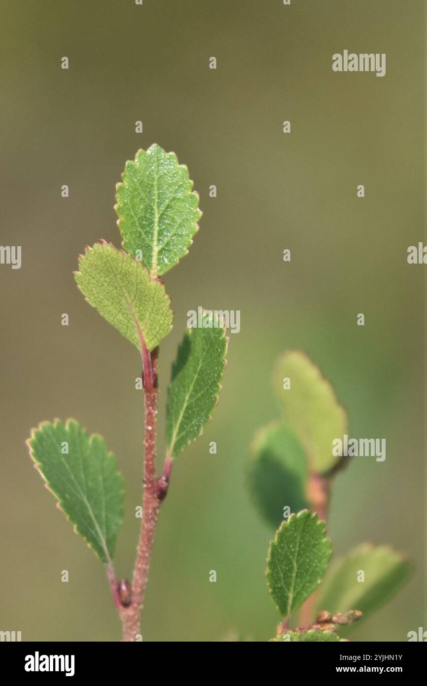 dwarf resin birch (Betula glandulosa Stock Photo - Alamy