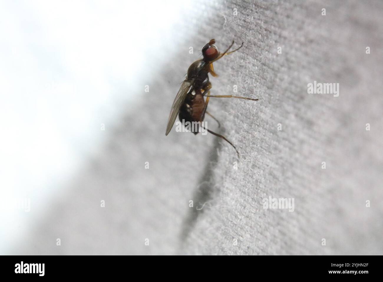 Black Scavenger Flies (Sepsidae Stock Photo - Alamy