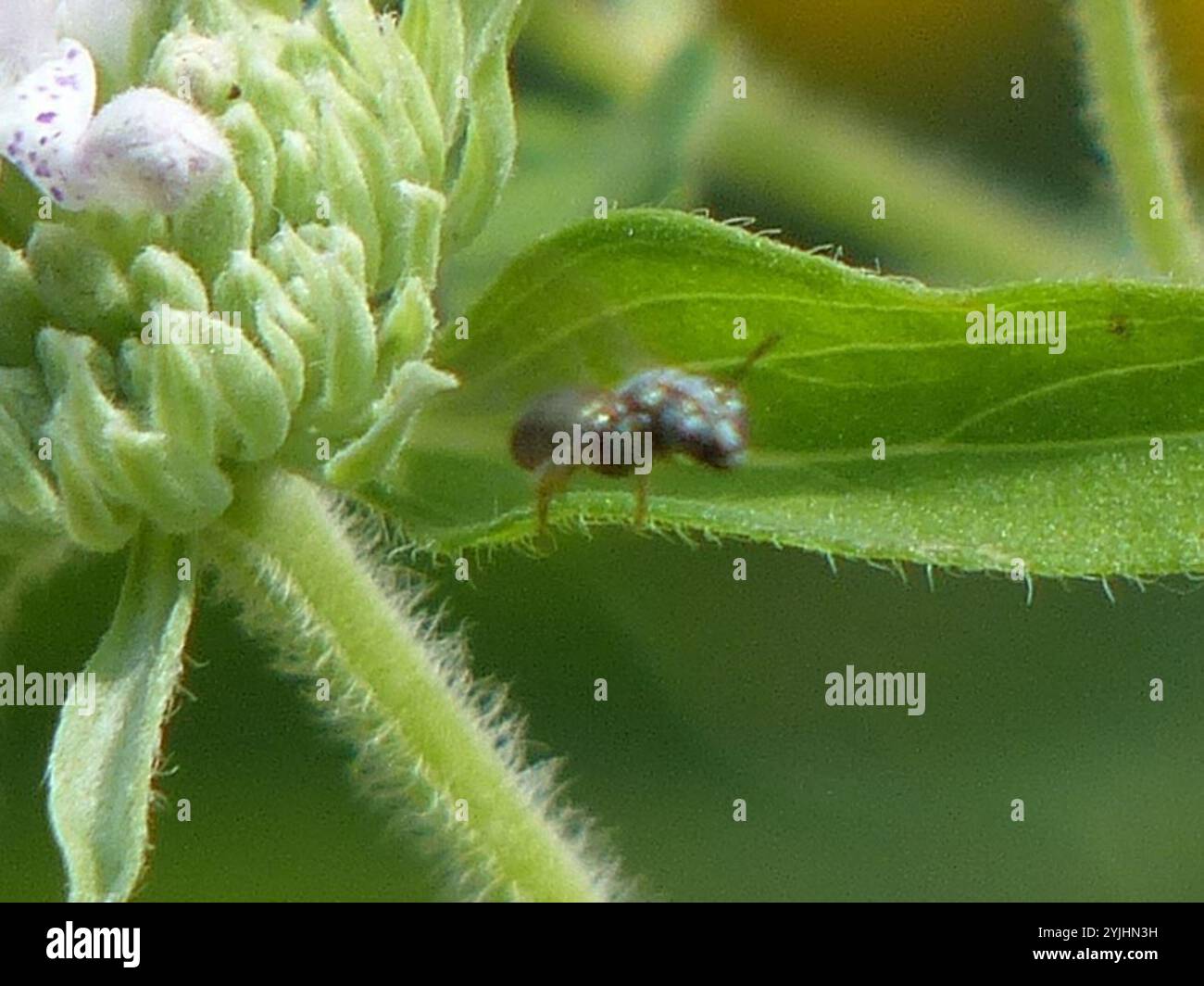 Small Carpenter Bees (Ceratina Stock Photo - Alamy