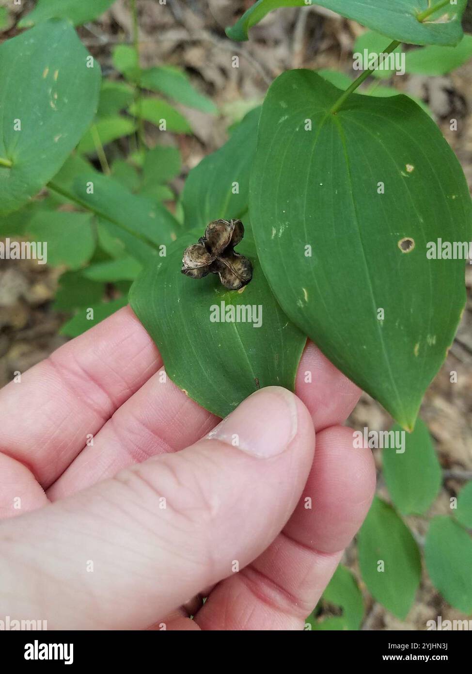 largeflower bellwort (Uvularia grandiflora Stock Photo - Alamy