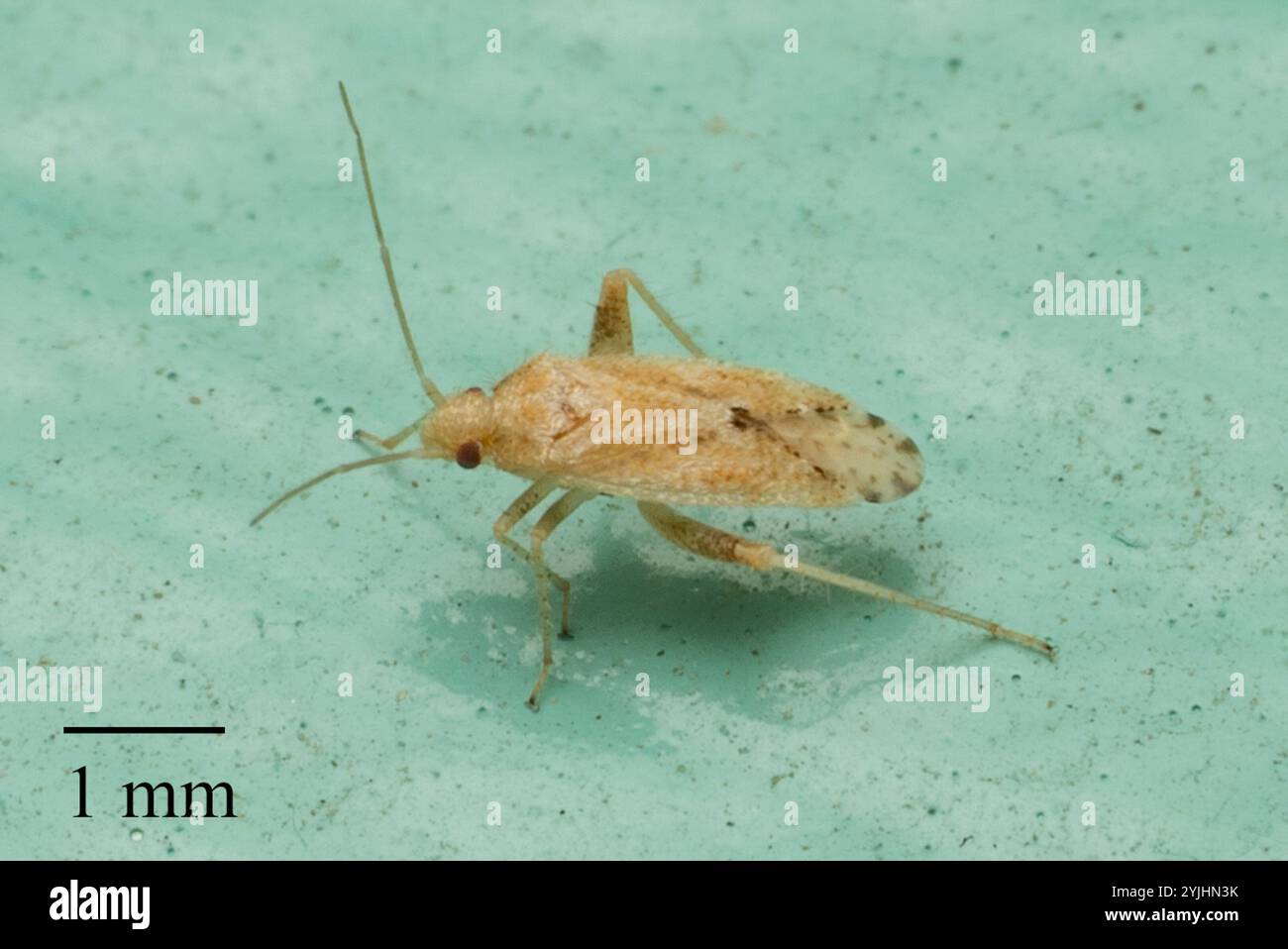 Parthenicus hi-res stock photography and images - Alamy