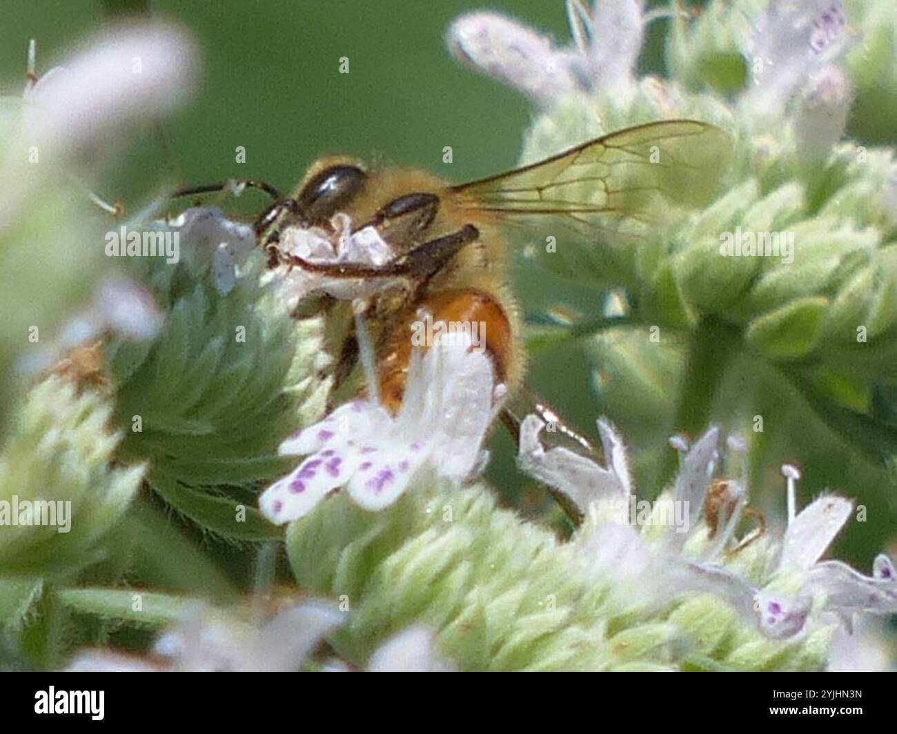Western Honey Bee (Apis mellifera Stock Photo - Alamy