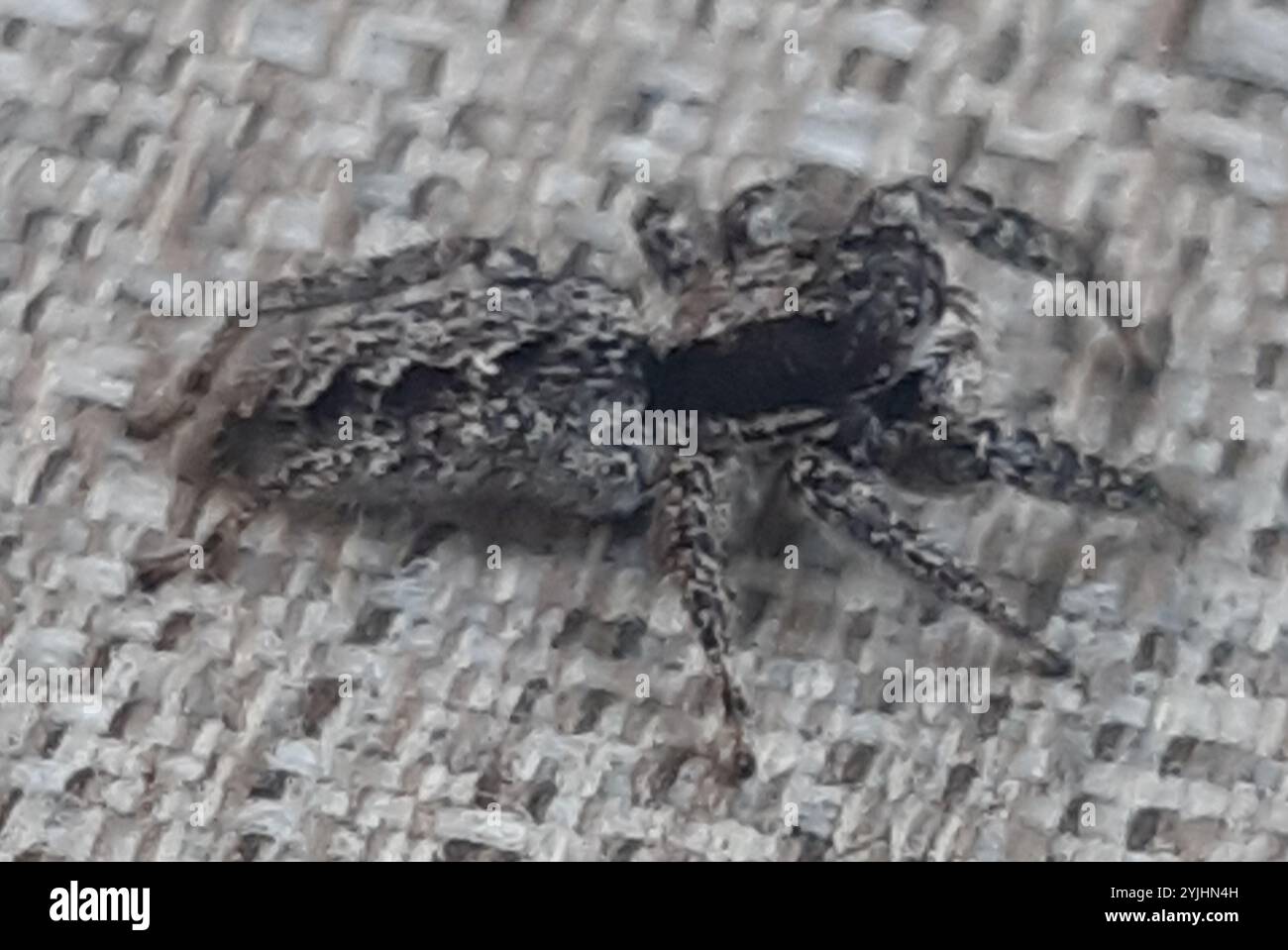 California Flattened Jumping Spider (Platycryptus californicus Stock ...
