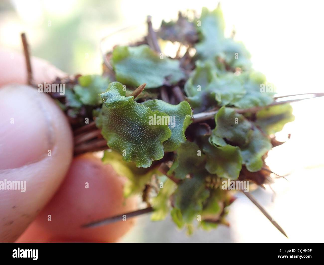 Narrow Mushroom-headed Liverwort (Marchantia quadrata Stock Photo - Alamy