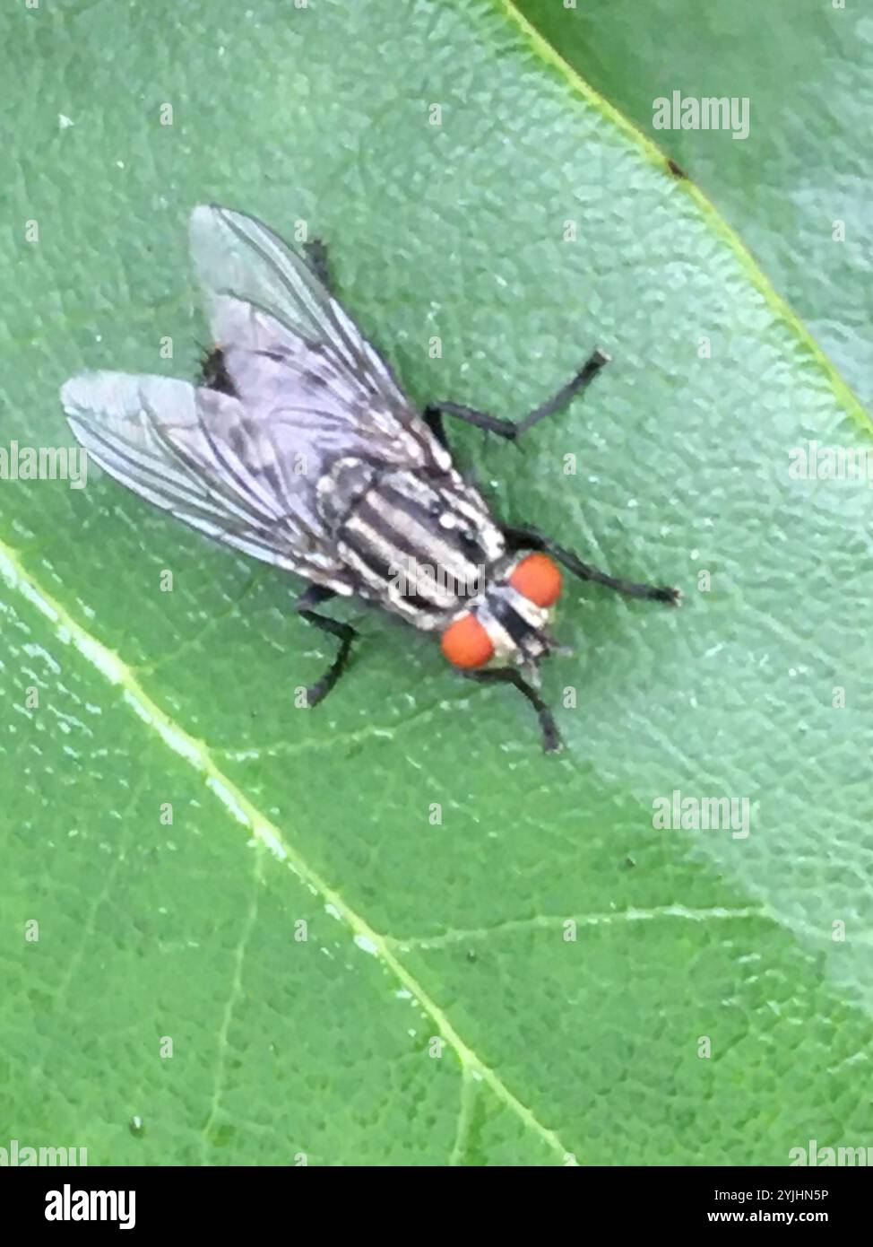 Common Flesh Flies (Sarcophaga Stock Photo - Alamy