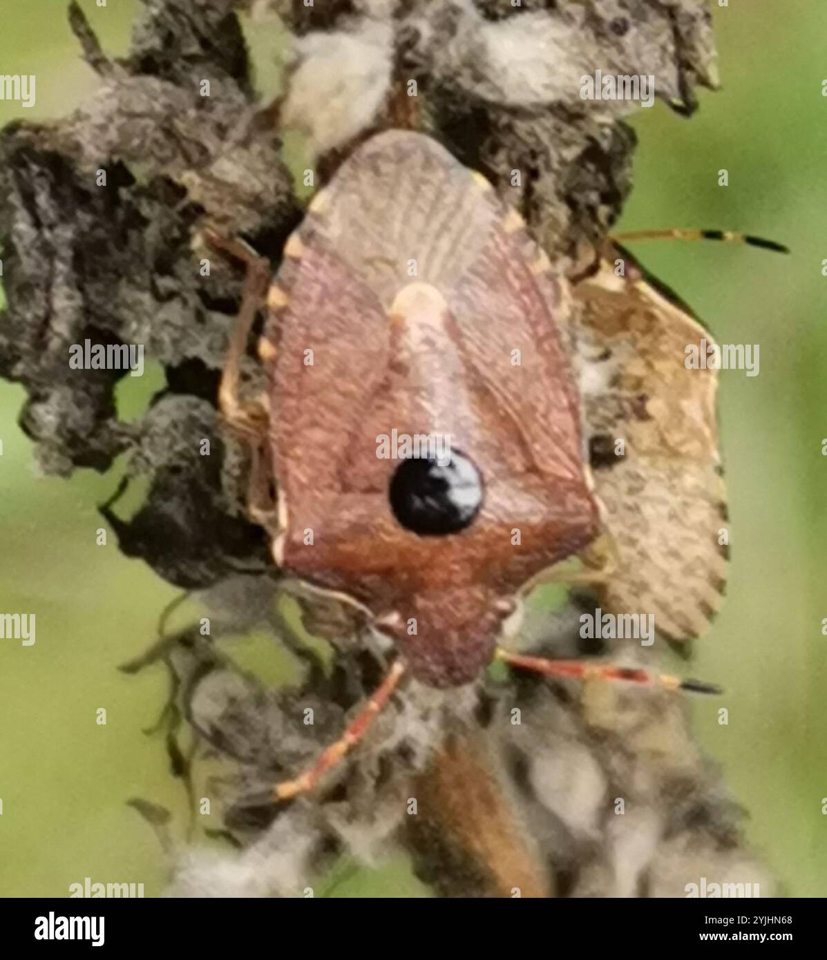 Peribalus strictus hi-res stock photography and images - Alamy