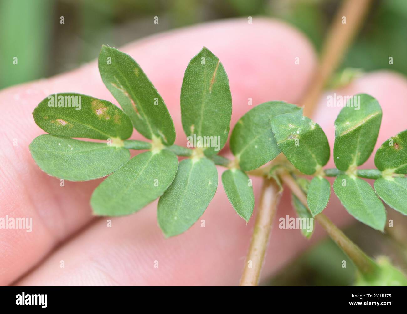 Big caltrop (Kallstroemia maxima Stock Photo - Alamy