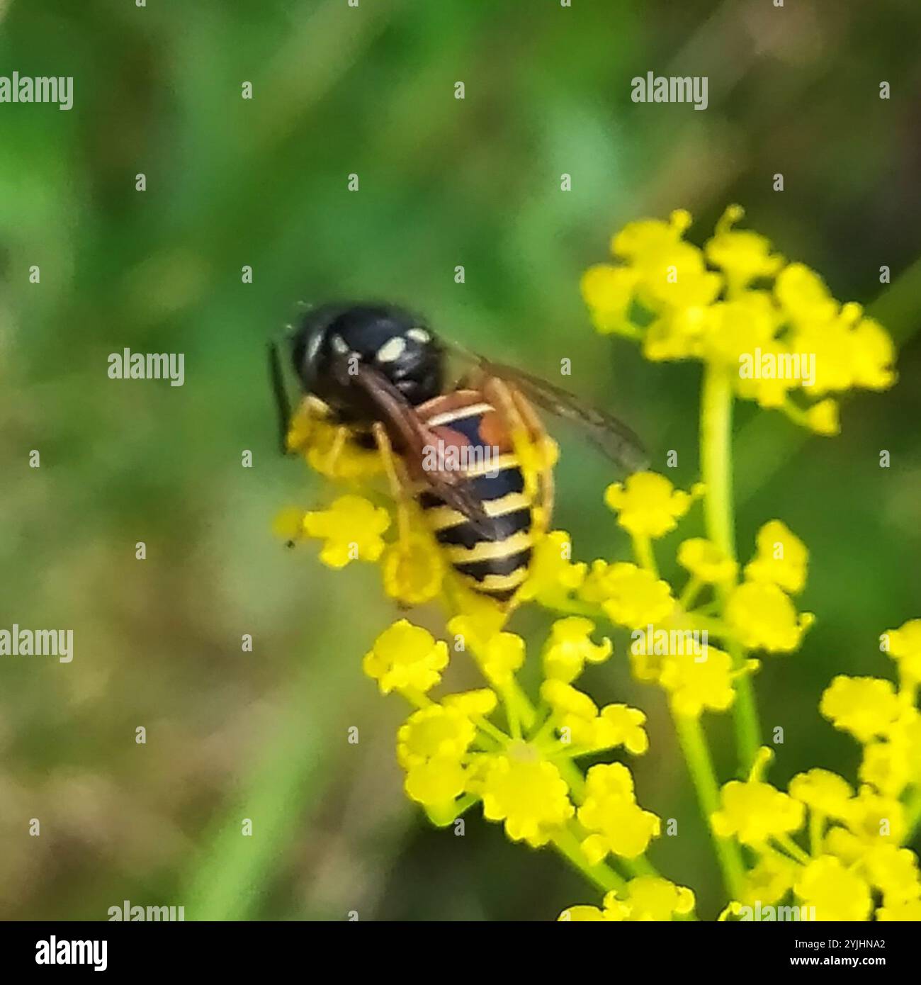 Red-banded Yellowjacket (Vespula rufa Stock Photo - Alamy