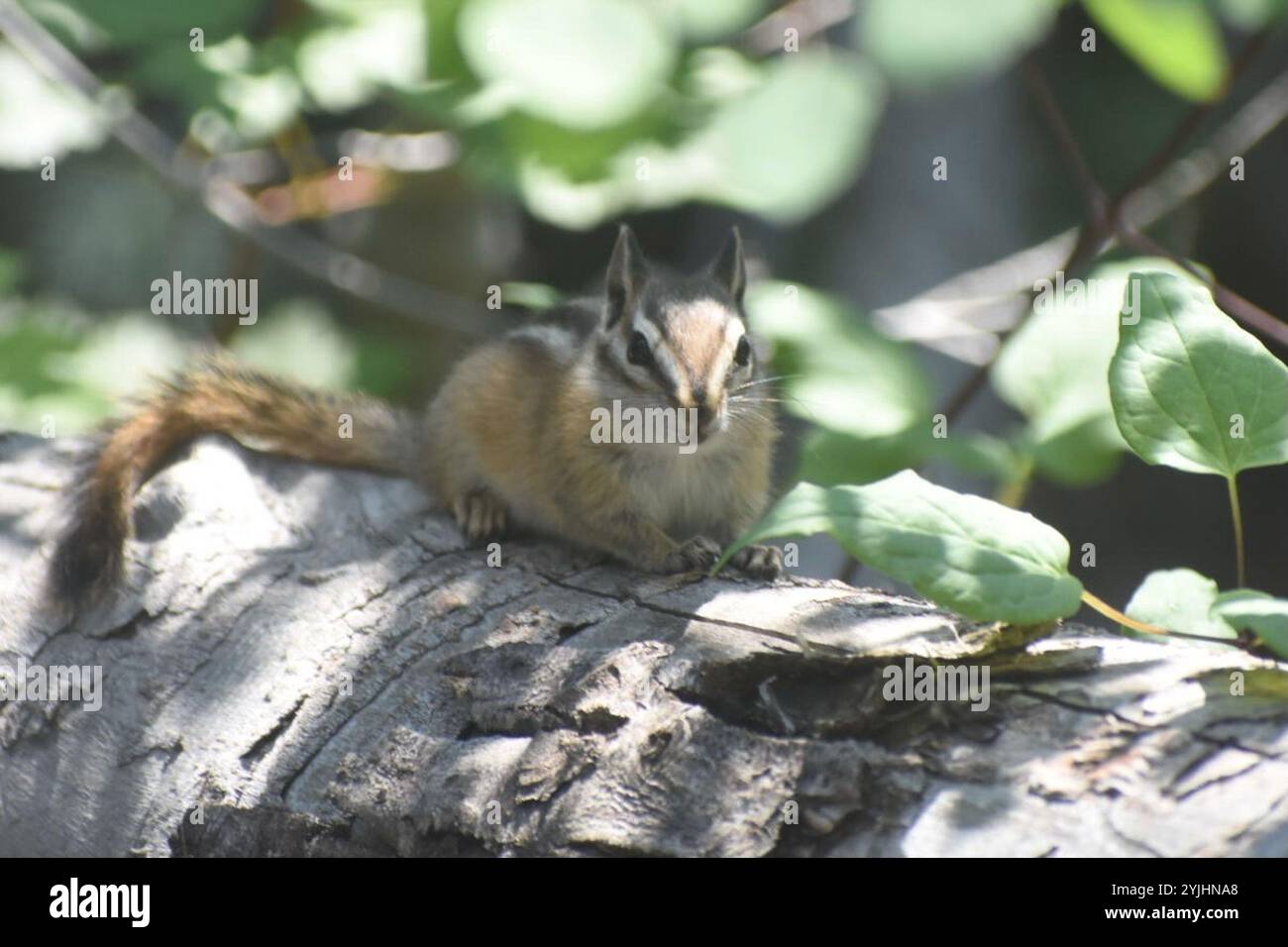 Least Chipmunk (Neotamias minimus Stock Photo - Alamy