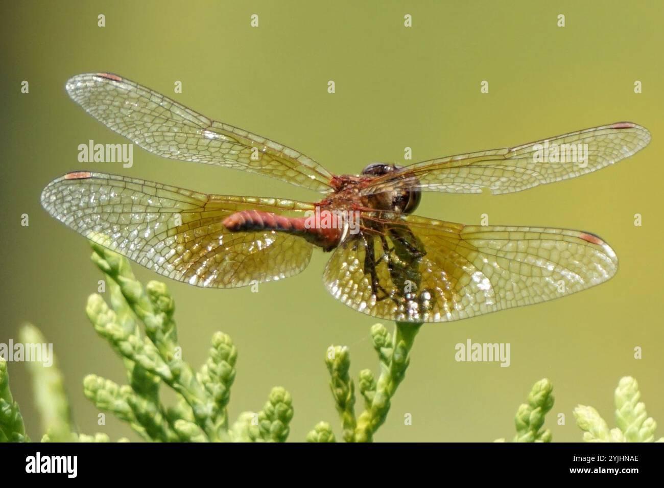 Band winged meadowhawk hi-res stock photography and images - Alamy