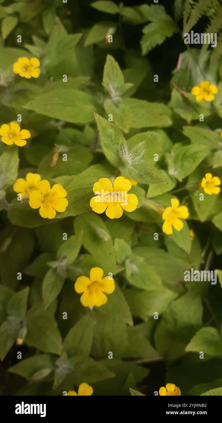 wing-leaf monkeyflower (Erythranthe ptilota Stock Photo - Alamy