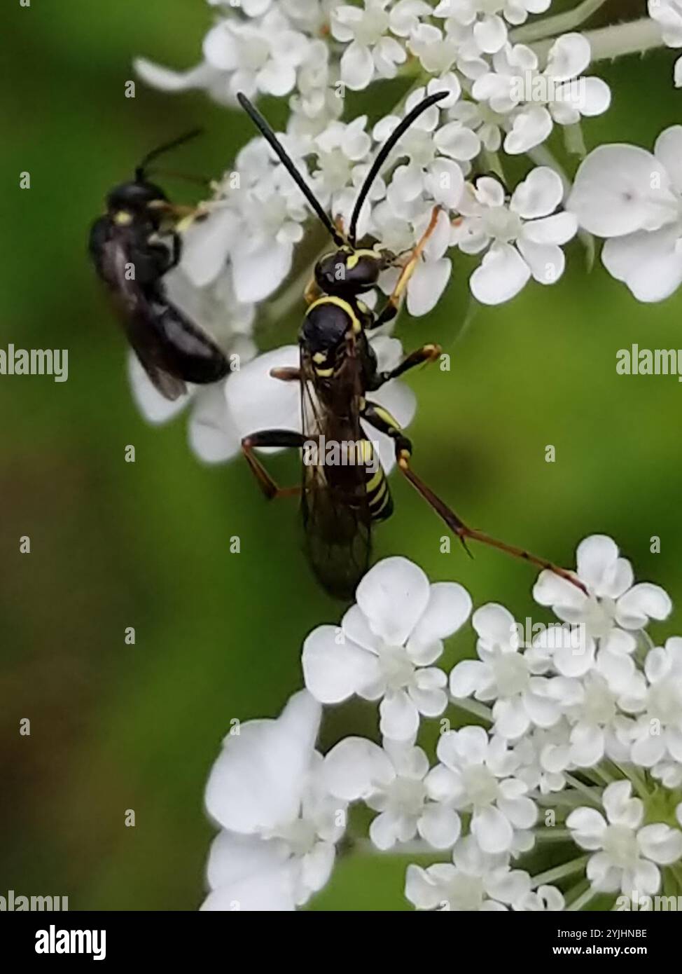 Cuckoo Spider Wasps (Ceropales Stock Photo - Alamy