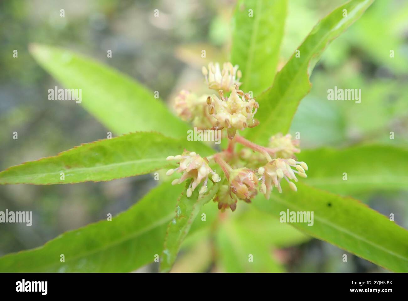 Penthorum hi-res stock photography and images - Alamy