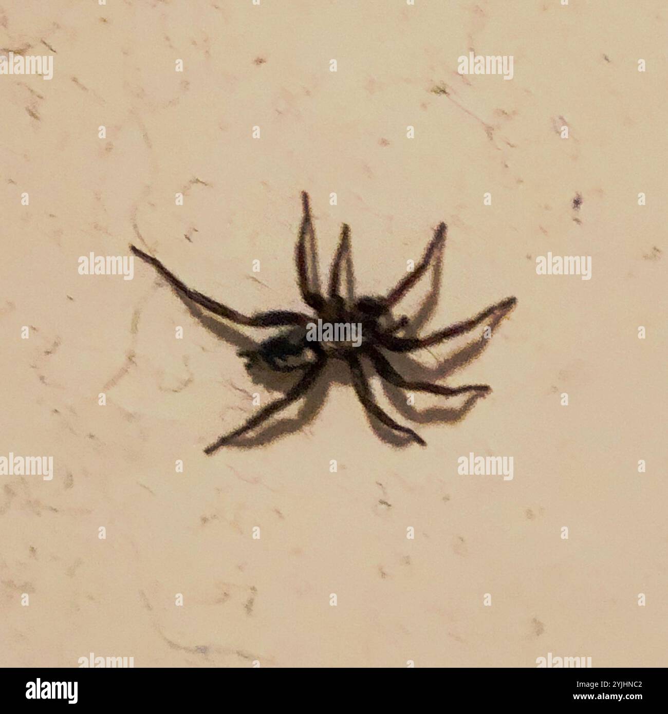 Eastern Parson Spider (Herpyllus ecclesiasticus Stock Photo - Alamy