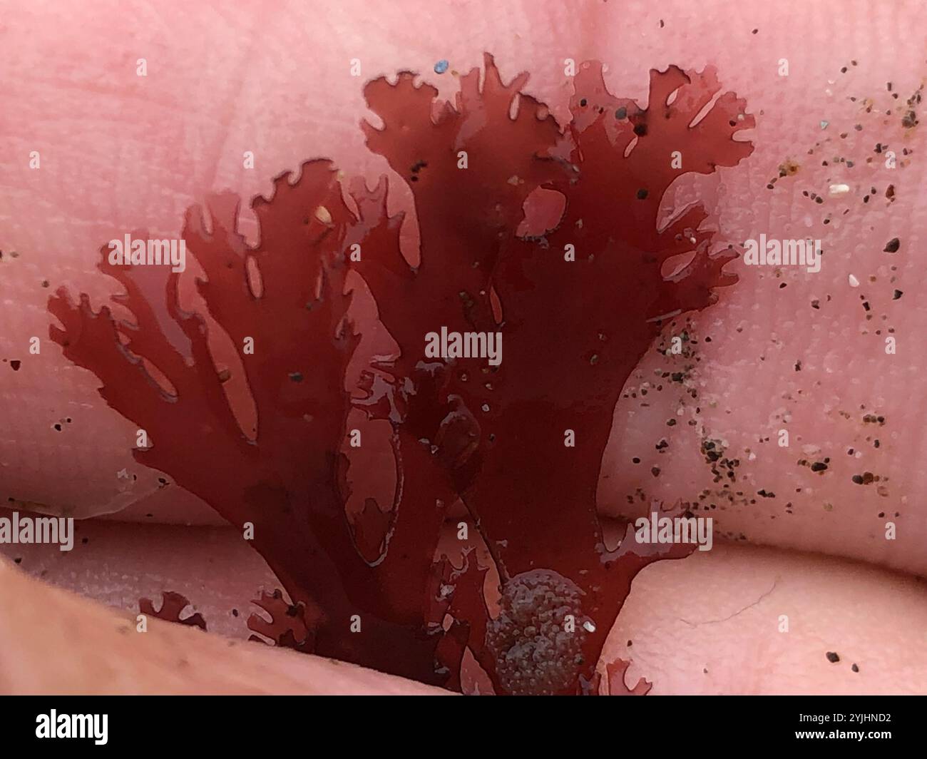 red sea fan (Callophyllis flabellulata Stock Photo - Alamy