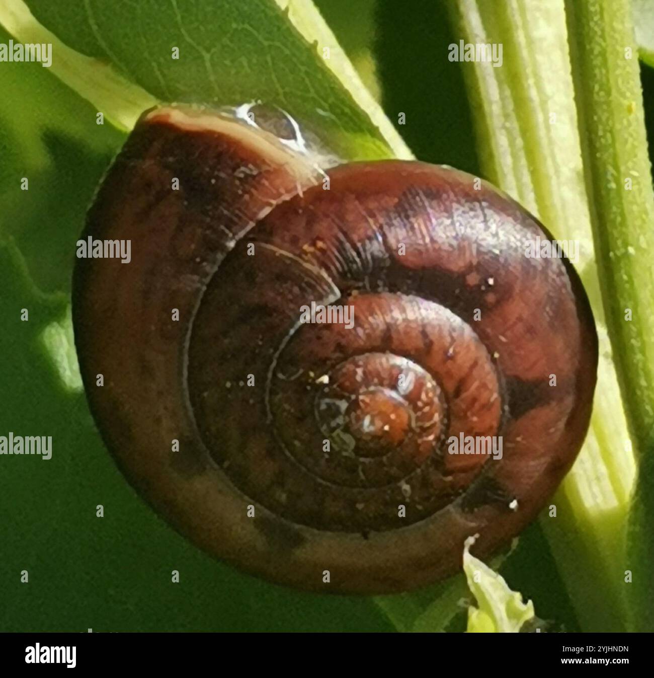 Bush snail fruticicola fruticum hi-res stock photography and images - Alamy