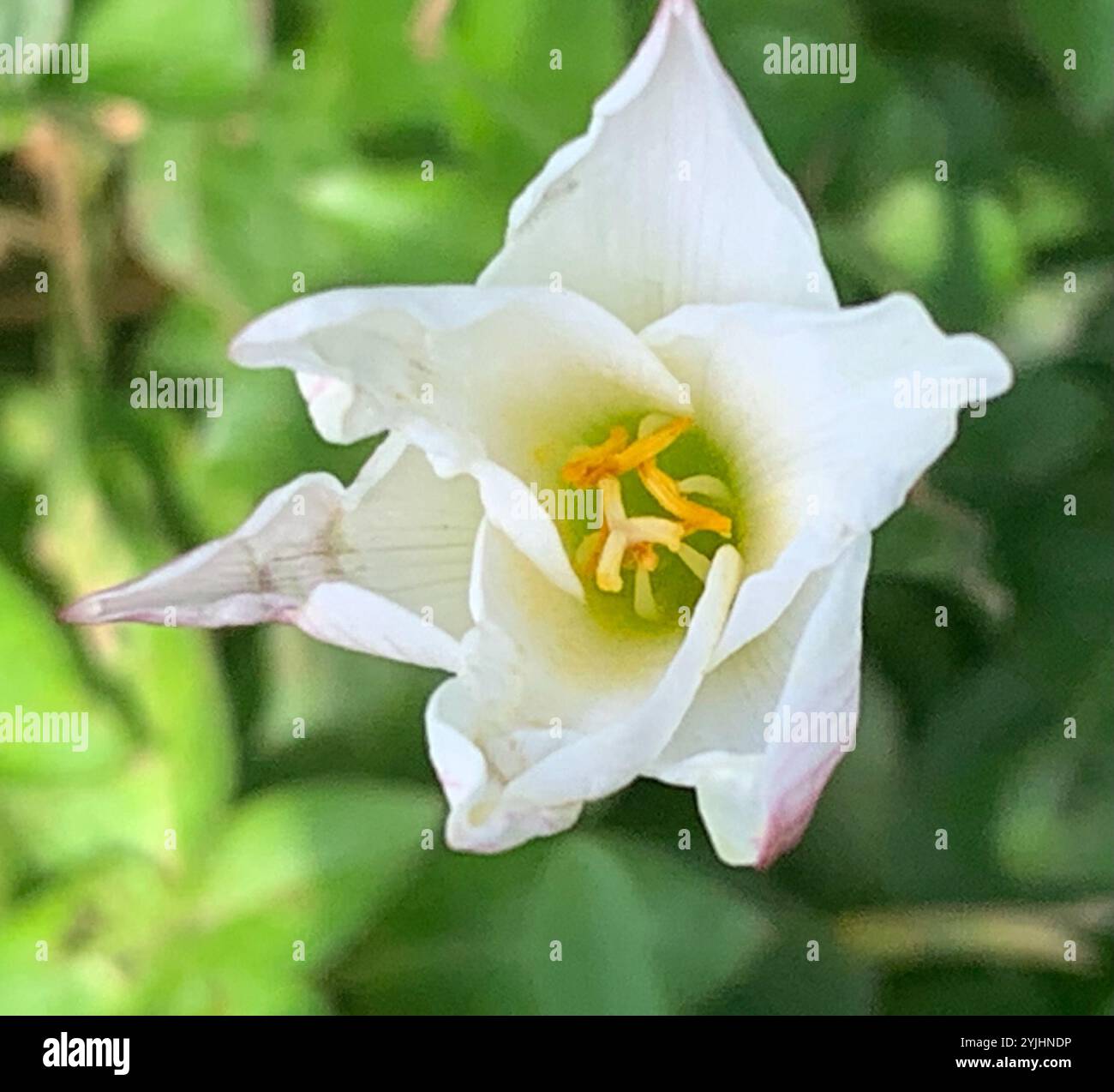 Simpson's zephyr lily (Zephyranthes simpsonii Stock Photo - Alamy
