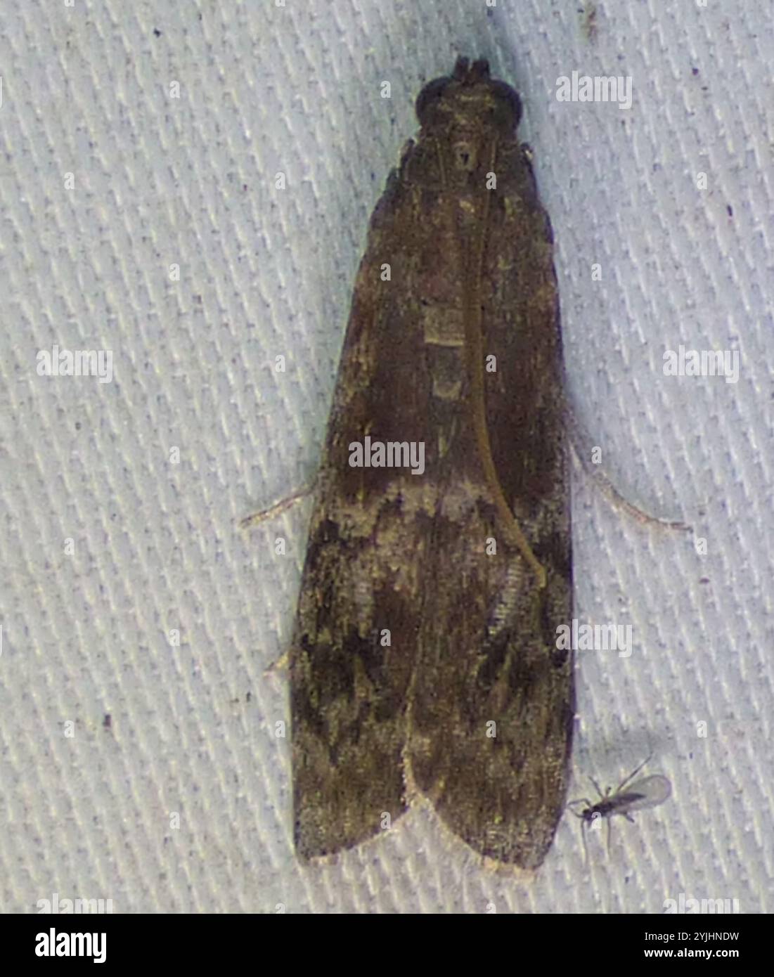 Root Collar Borer Moth (Euzophera ostricolorella Stock Photo - Alamy