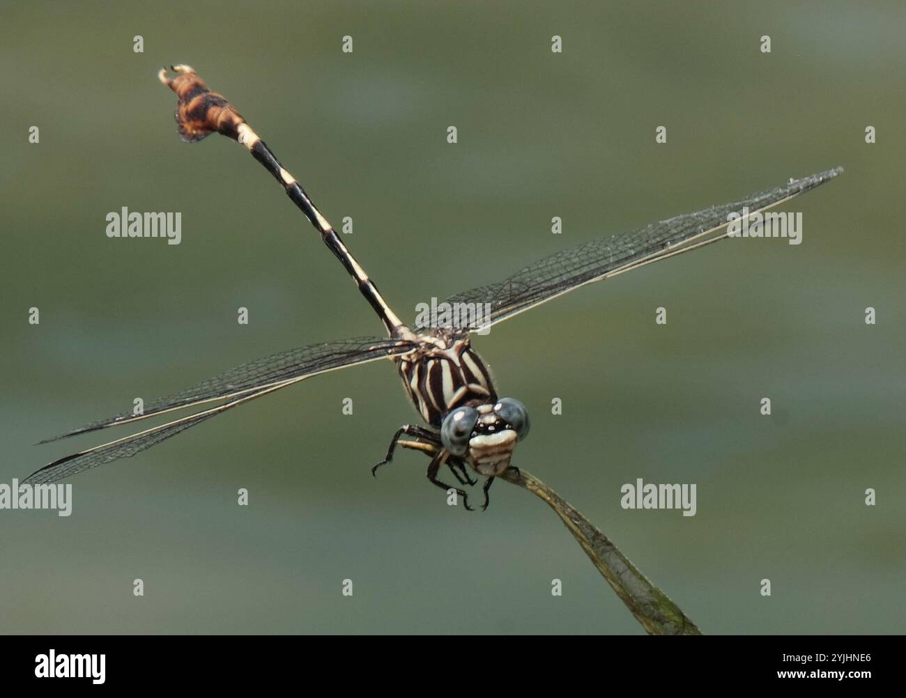 Phyllogomphoides albrighti hi-res stock photography and images - Alamy
