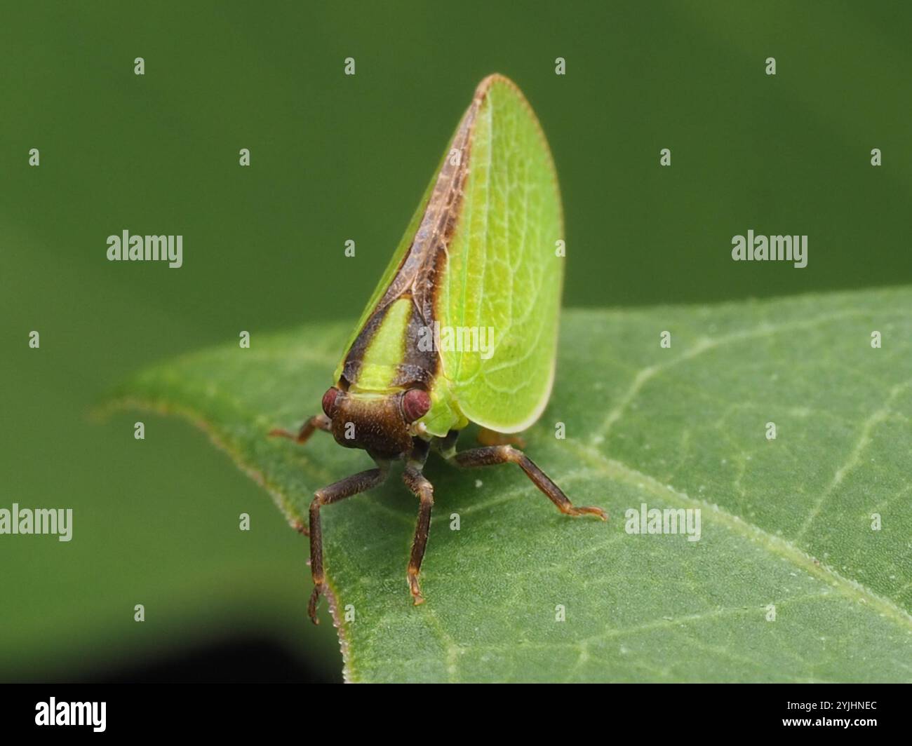 Two-striped Planthopper (Acanalonia bivittata Stock Photo - Alamy
