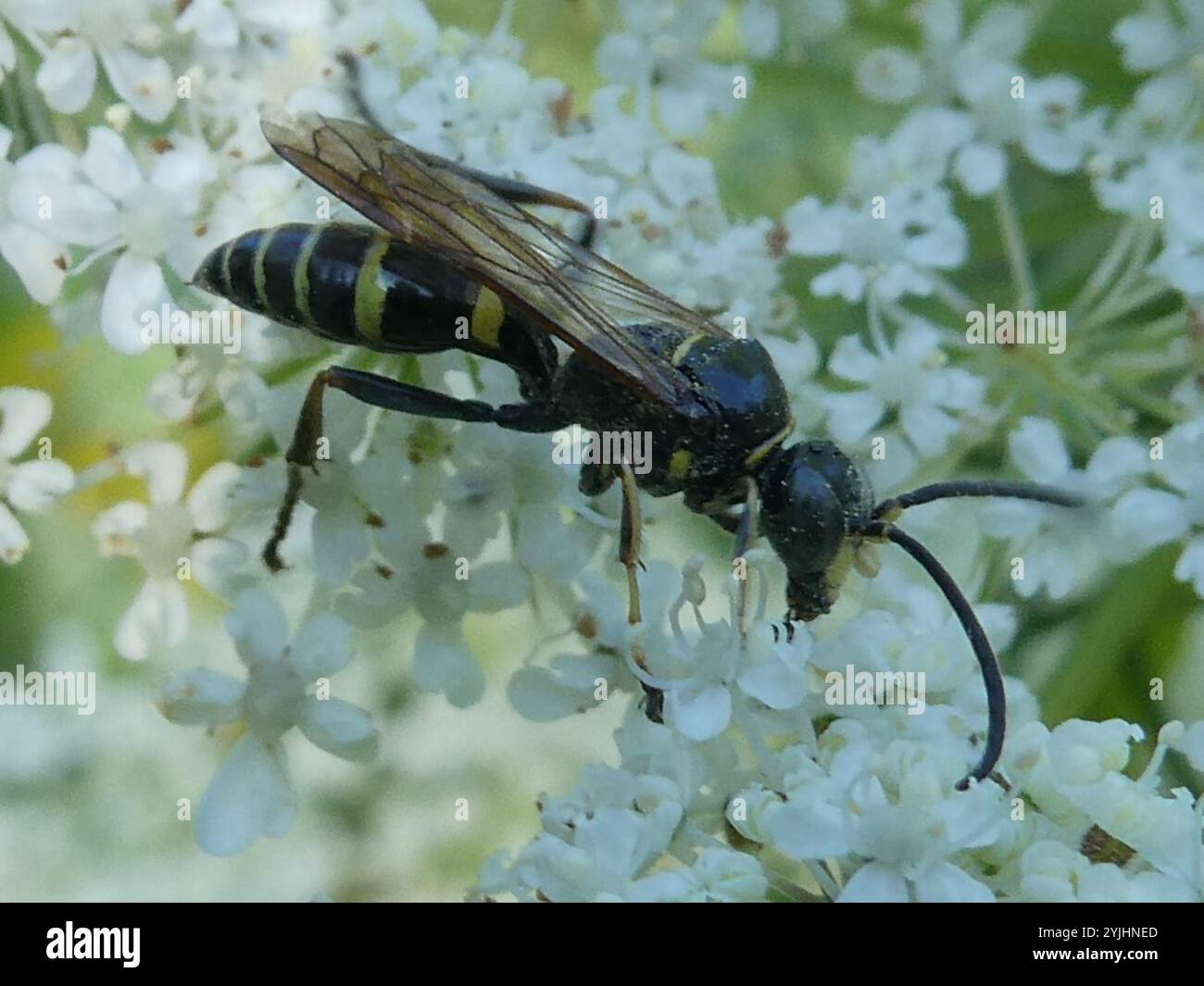 Gorytes hi-res stock photography and images - Alamy