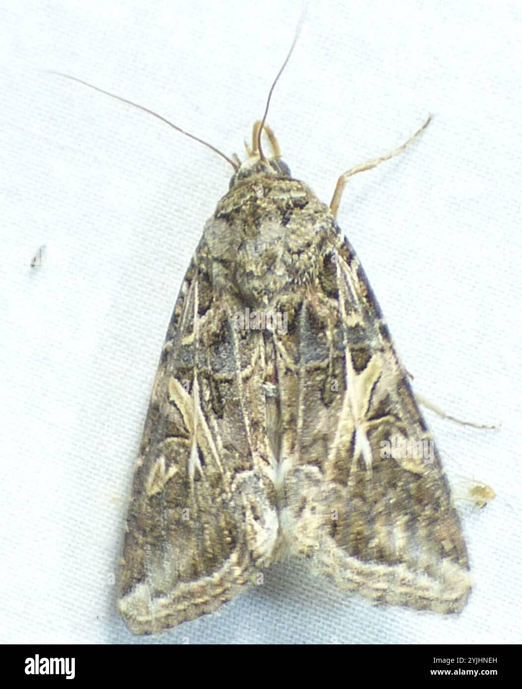 Yellow-striped Armyworm Moth (Spodoptera ornithogalli Stock Photo - Alamy