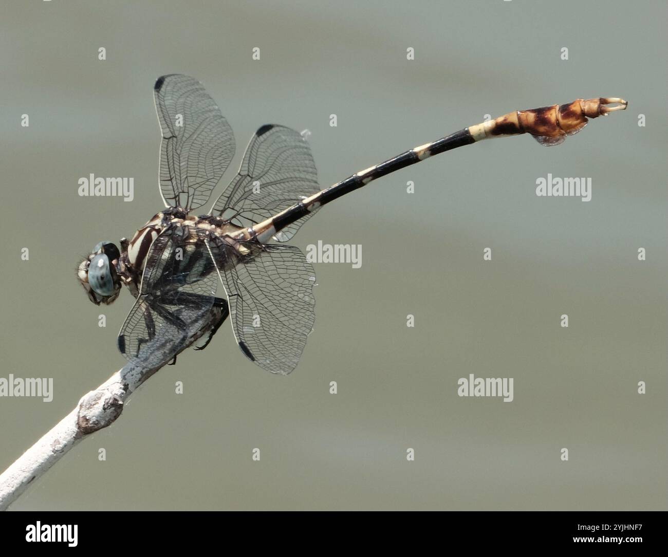 Five-striped Leaftail (Phyllogomphoides albrighti Stock Photo - Alamy