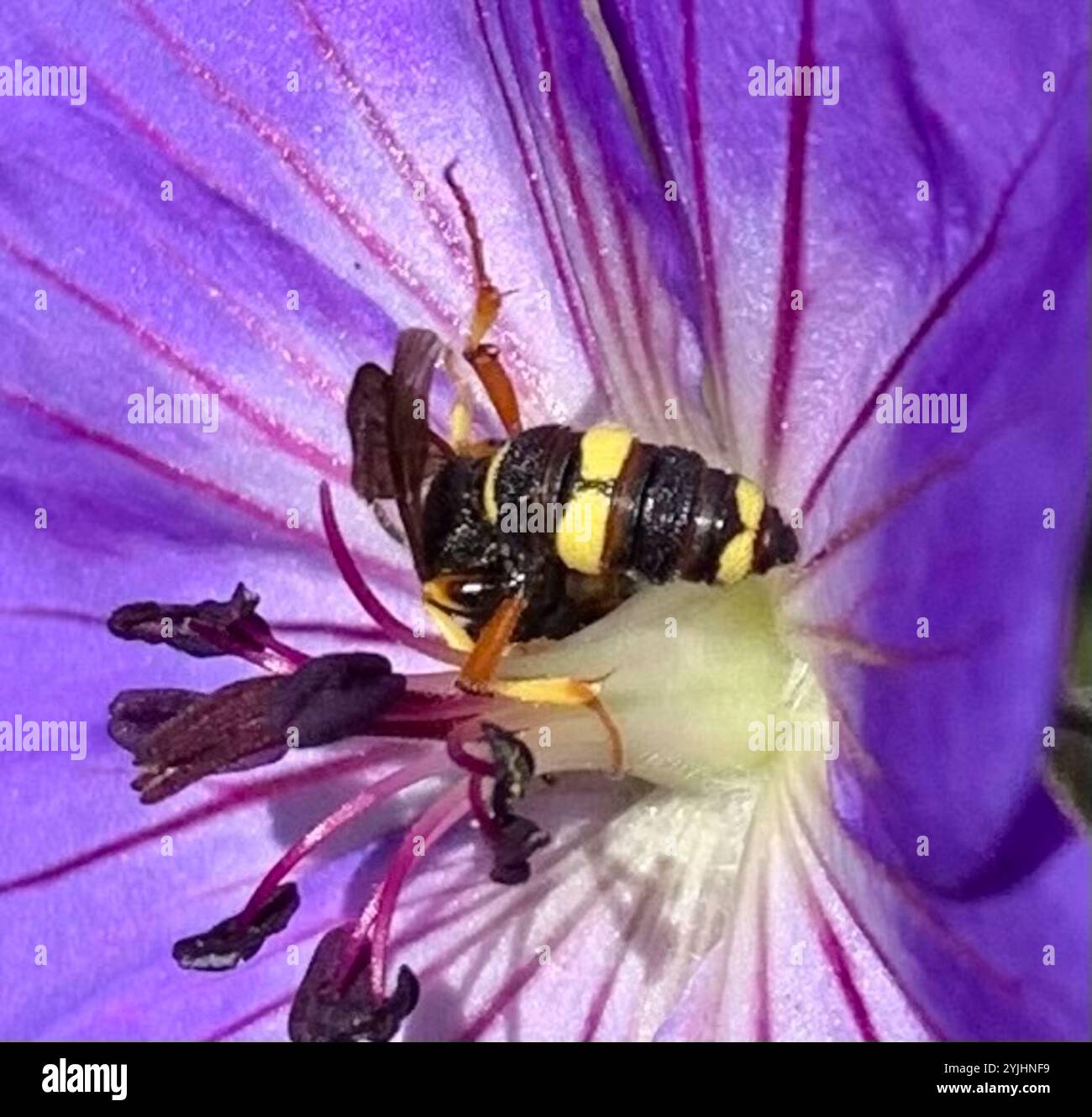 Ornate-tailed Digger Wasp (Cerceris rybyensis Stock Photo - Alamy