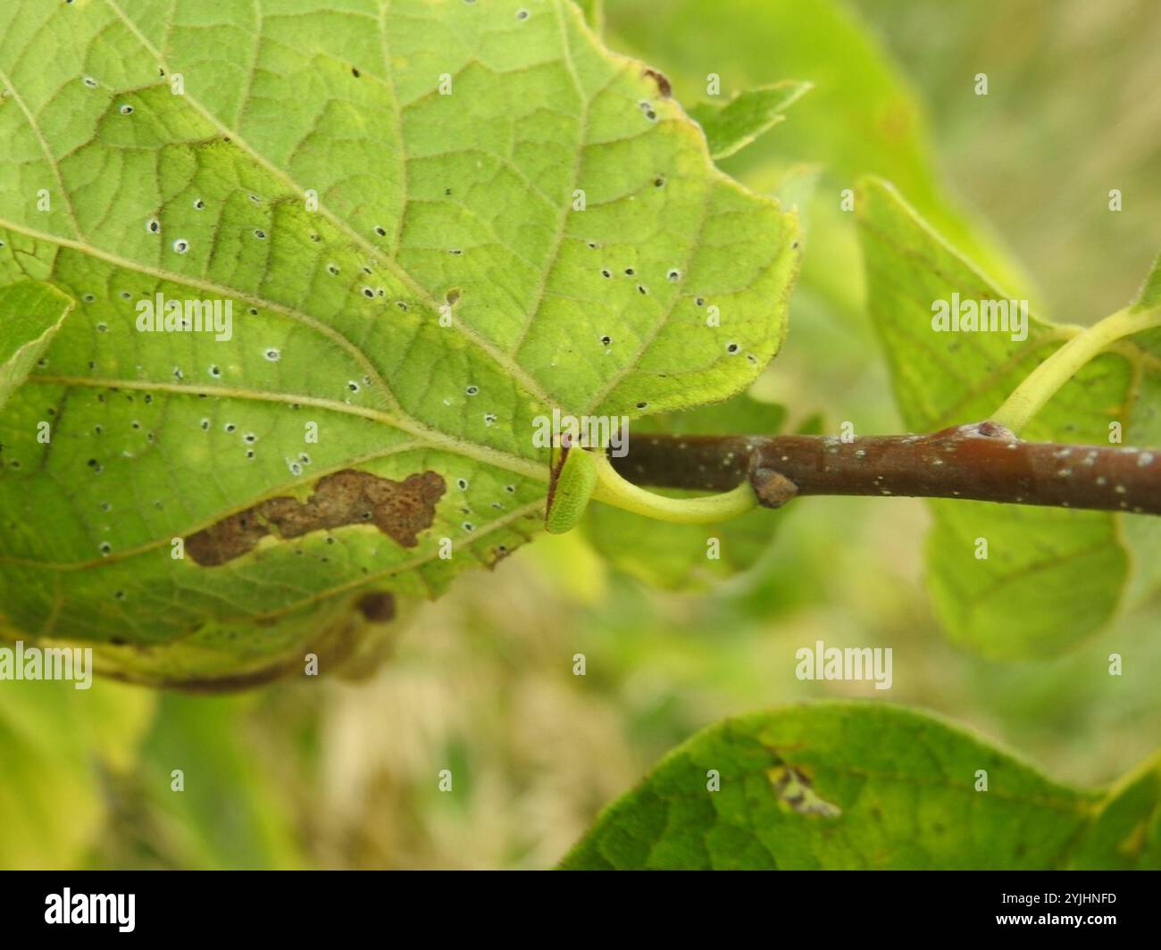 Two striped planthopper hi-res stock photography and images - Alamy