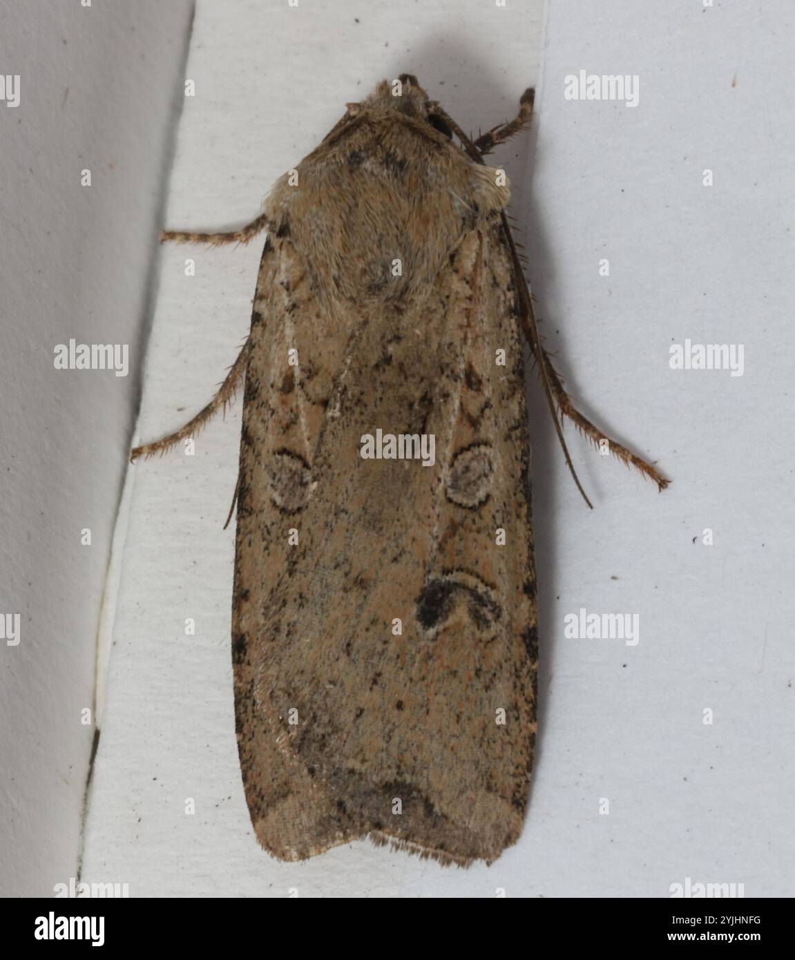 Variegated Cutworm Moth (Peridroma saucia Stock Photo - Alamy