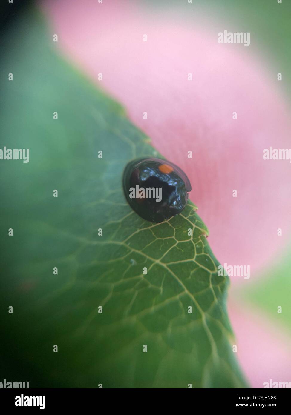 Kidney-spot Ladybird (Chilocorus renipustulatus Stock Photo - Alamy