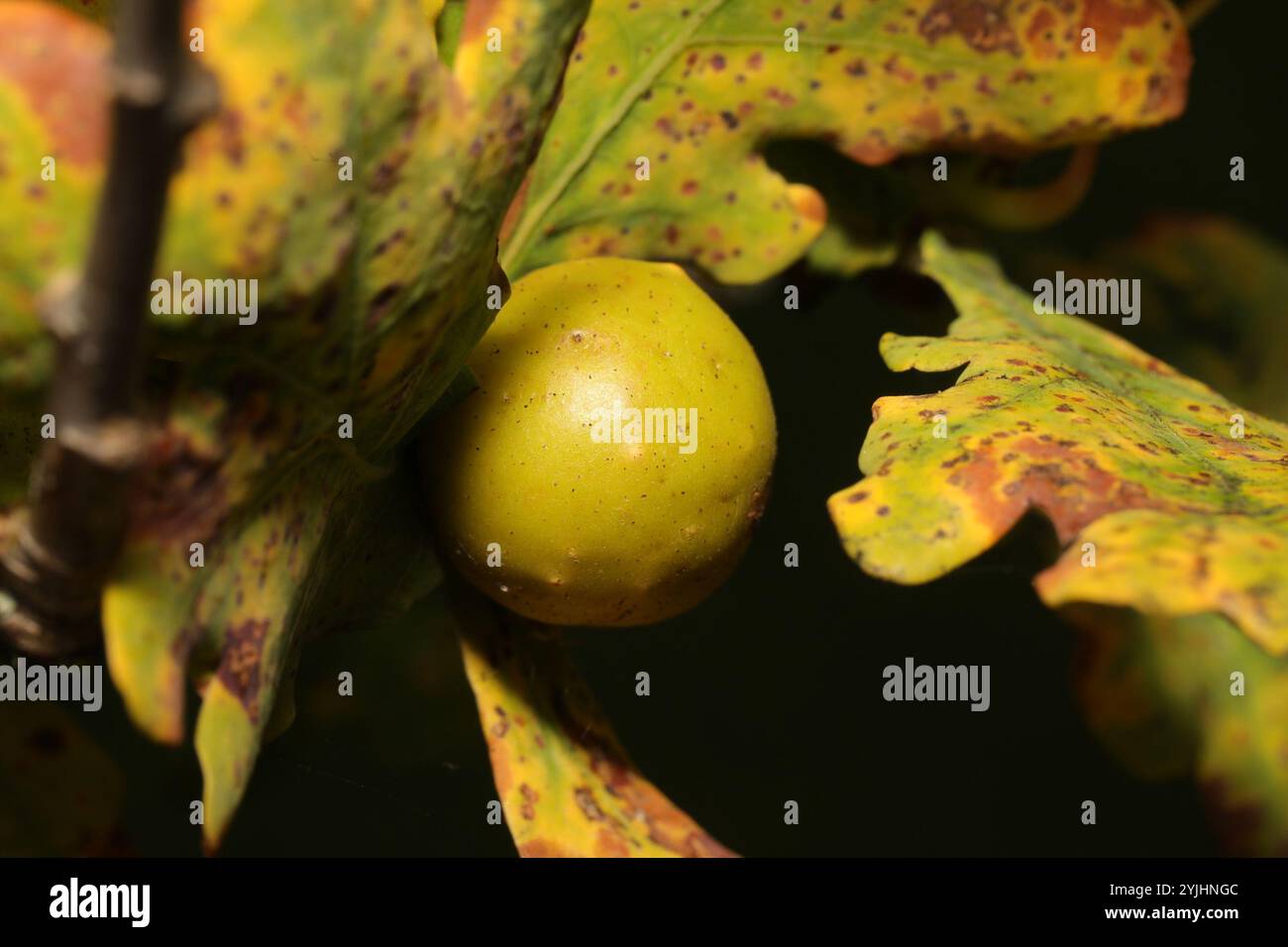 Oak Marble Gall Wasp (Andricus kollari Stock Photo - Alamy