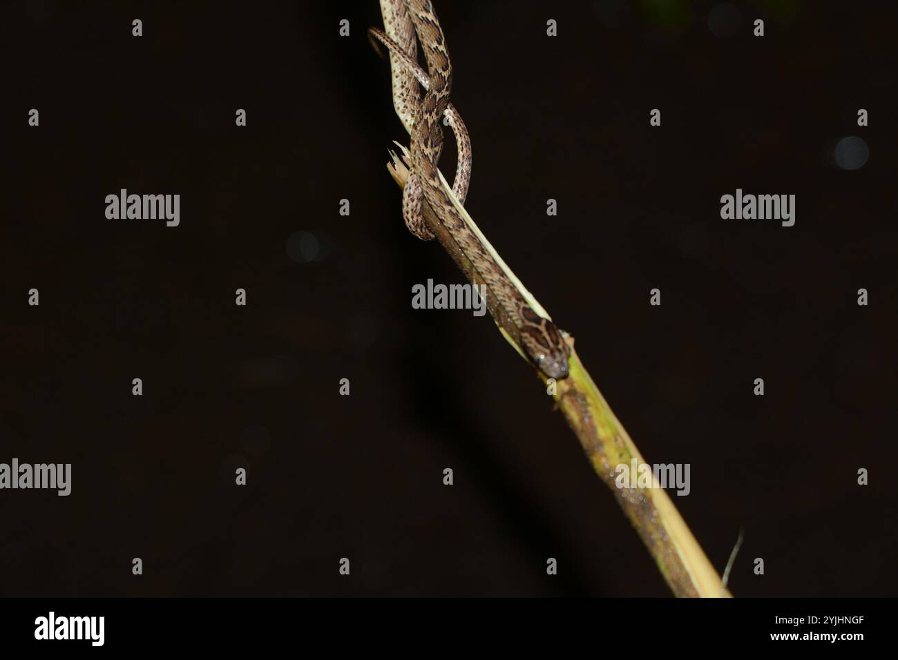 Common Cat Snake (Boiga trigonata Stock Photo - Alamy