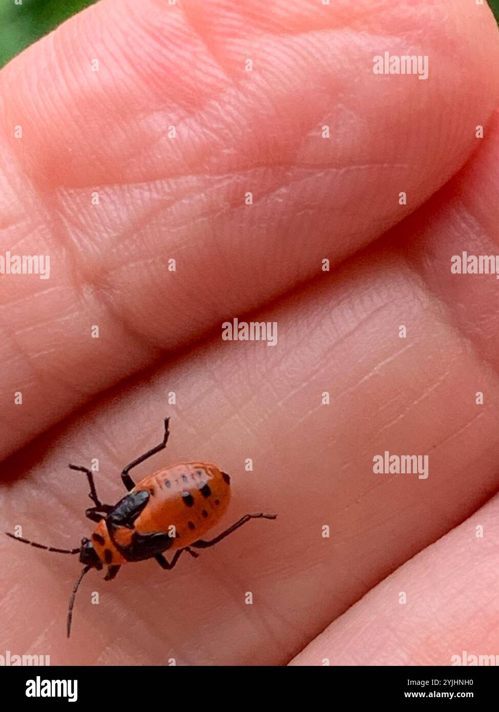 Small Milkweed Bug (Lygaeus kalmii Stock Photo - Alamy