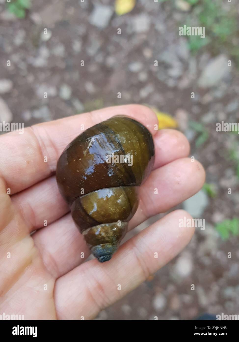 Chinese Mystery Snail (Cipangopaludina chinensis Stock Photo - Alamy