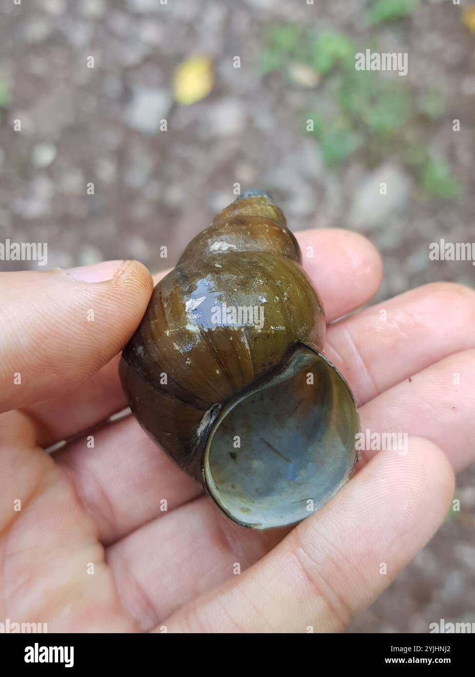 Chinese Mystery Snail (Cipangopaludina chinensis Stock Photo - Alamy