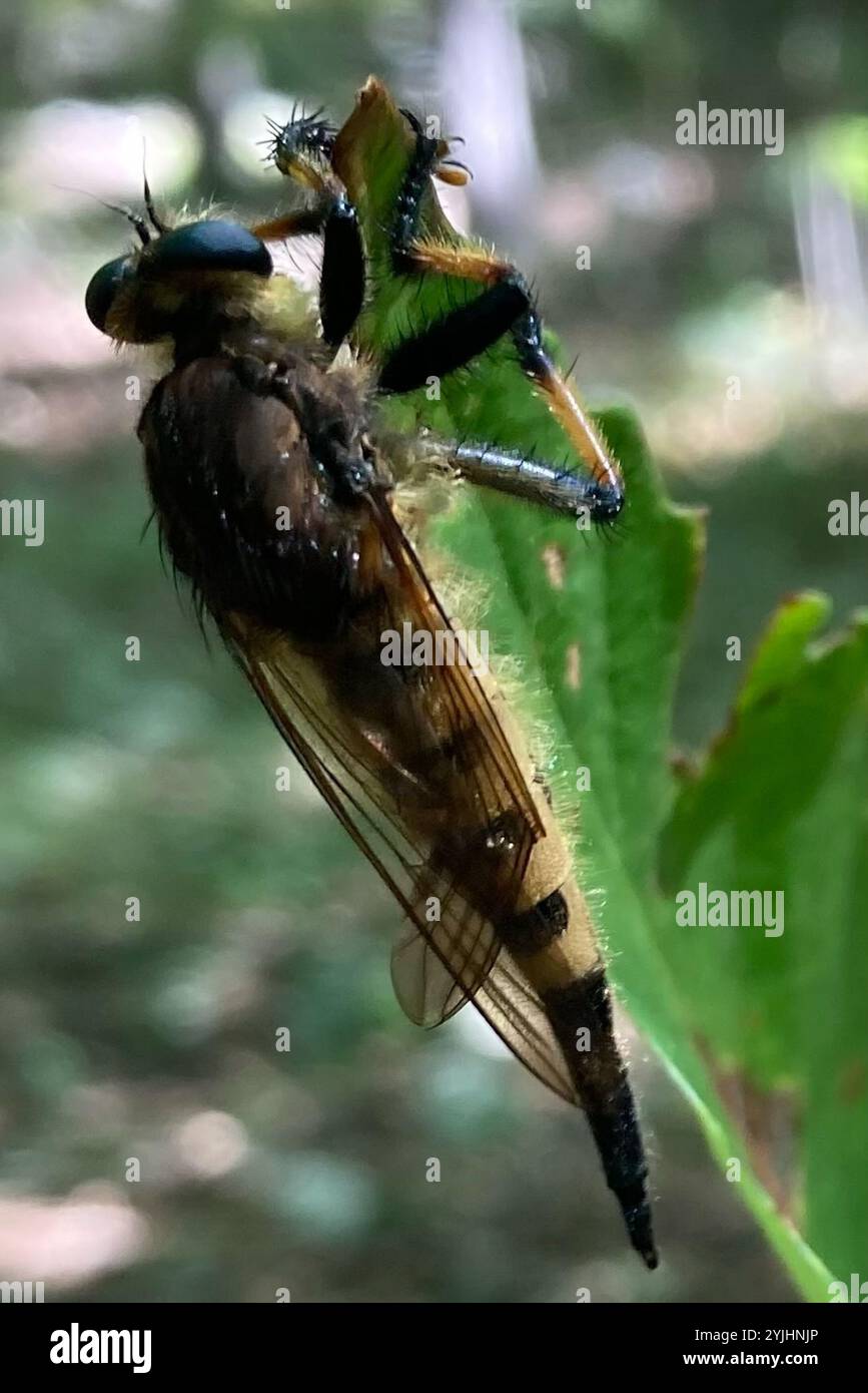 Red-footed Cannibal Fly (Promachus rufipes Stock Photo - Alamy