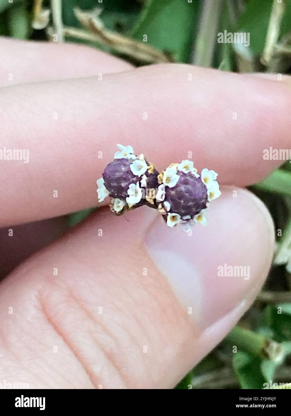 turkey tangle frogfruit (Phyla nodiflora Stock Photo - Alamy