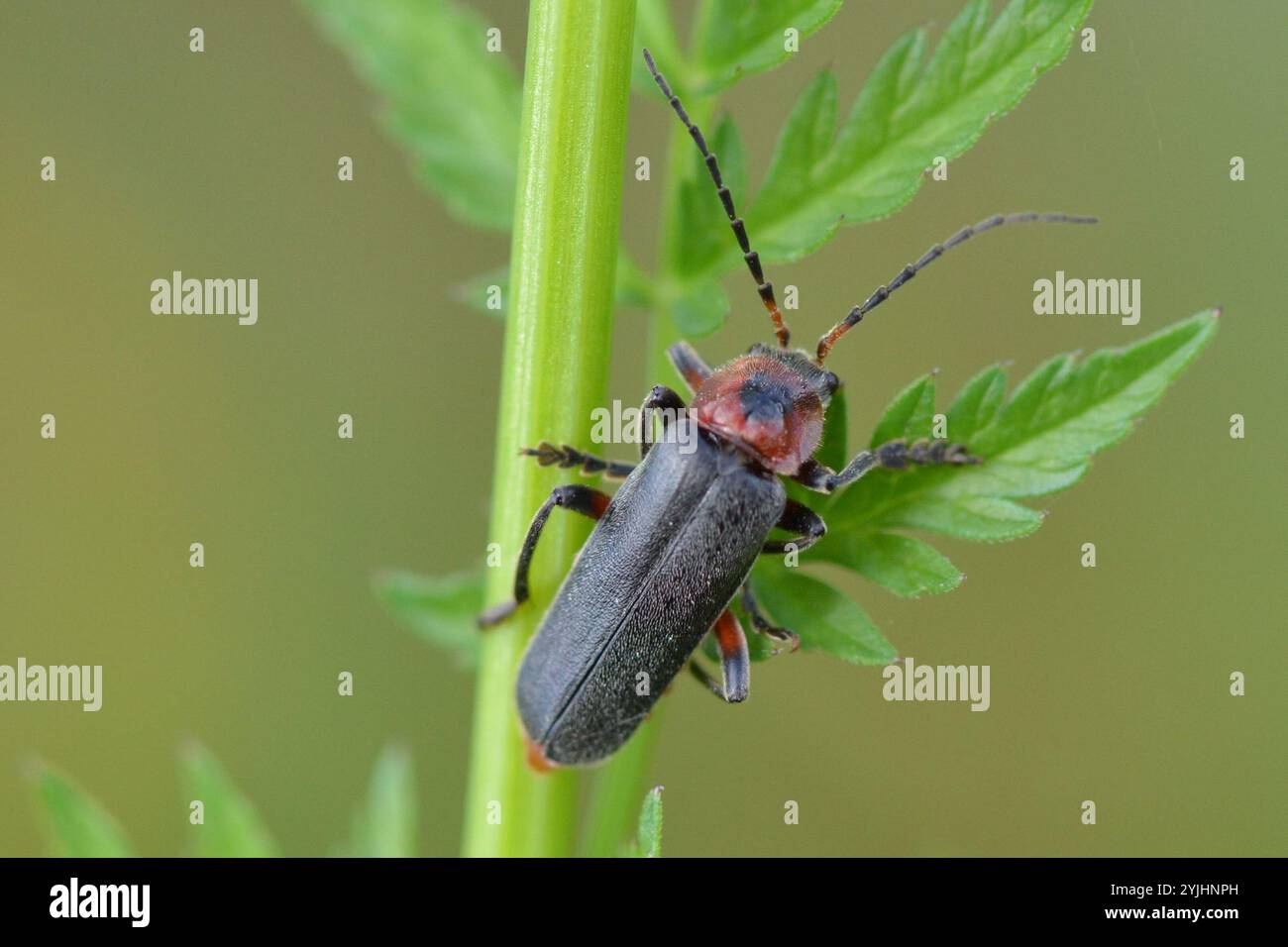 Rustic Sailor Beetle (Cantharis rustica Stock Photo - Alamy