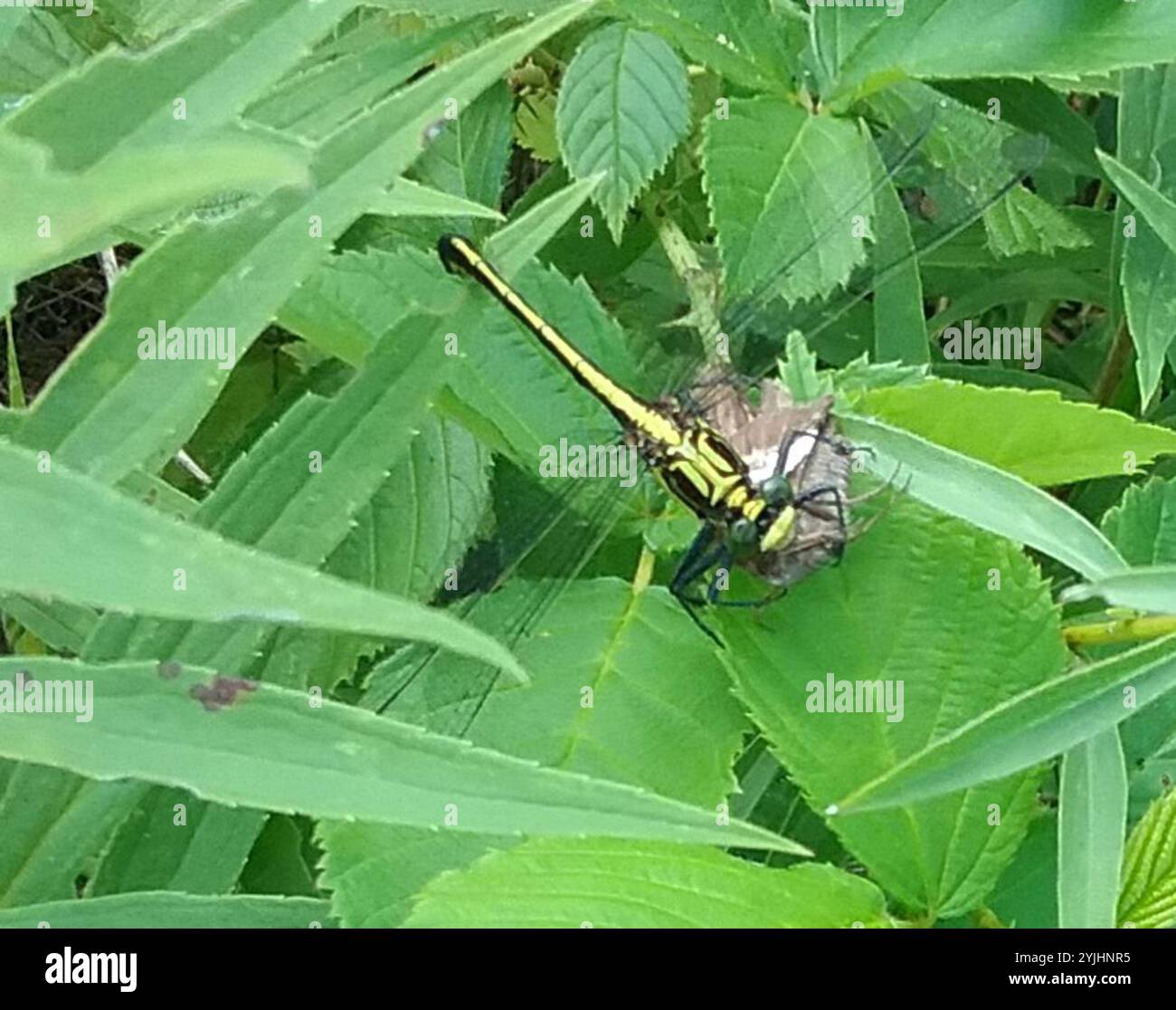 Black-shouldered Spinyleg (Dromogomphus spinosus Stock Photo - Alamy
