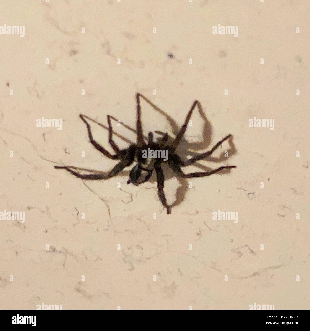 Eastern Parson Spider (Herpyllus ecclesiasticus Stock Photo - Alamy