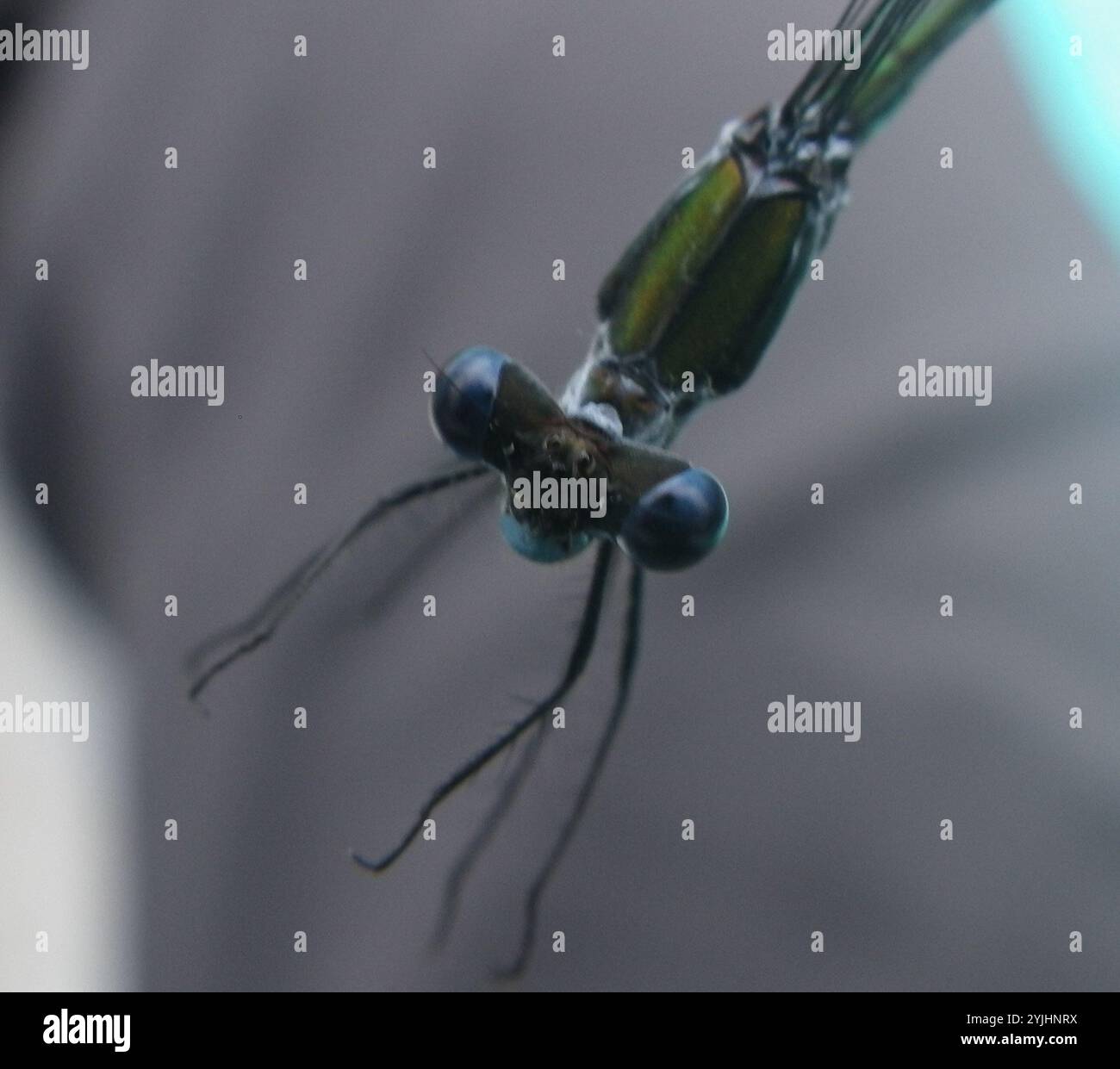 Swamp Spreadwing (Lestes vigilax Stock Photo - Alamy
