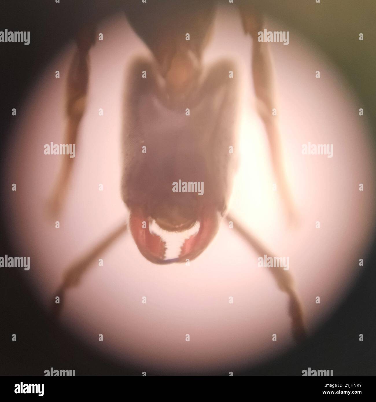 Cecropia Ants and Allies (Azteca Stock Photo - Alamy